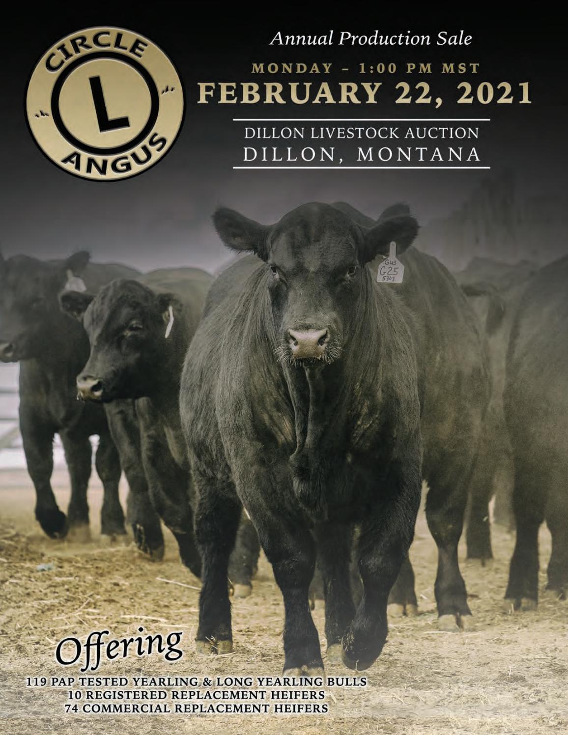 Circle L Angus Sale Catalog 2021 by PeltonLivestock - Issuu
