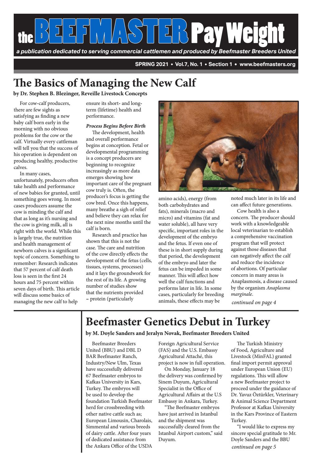 The Beefmaster Pay Weight - Spring 2021 by Beefmaster Breeders United ...