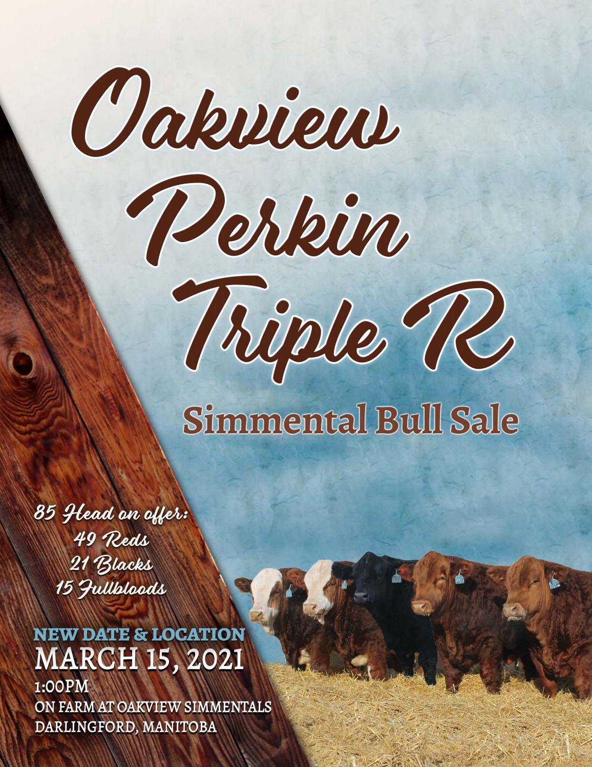 Oakview Perkin Triple R Simmental Bull Sale 2021 by Keltey Whelan ...