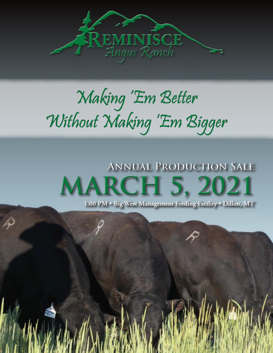 Reminisce Angus Ranch Sale Catalog 2021 by PeltonLivestock - Issuu