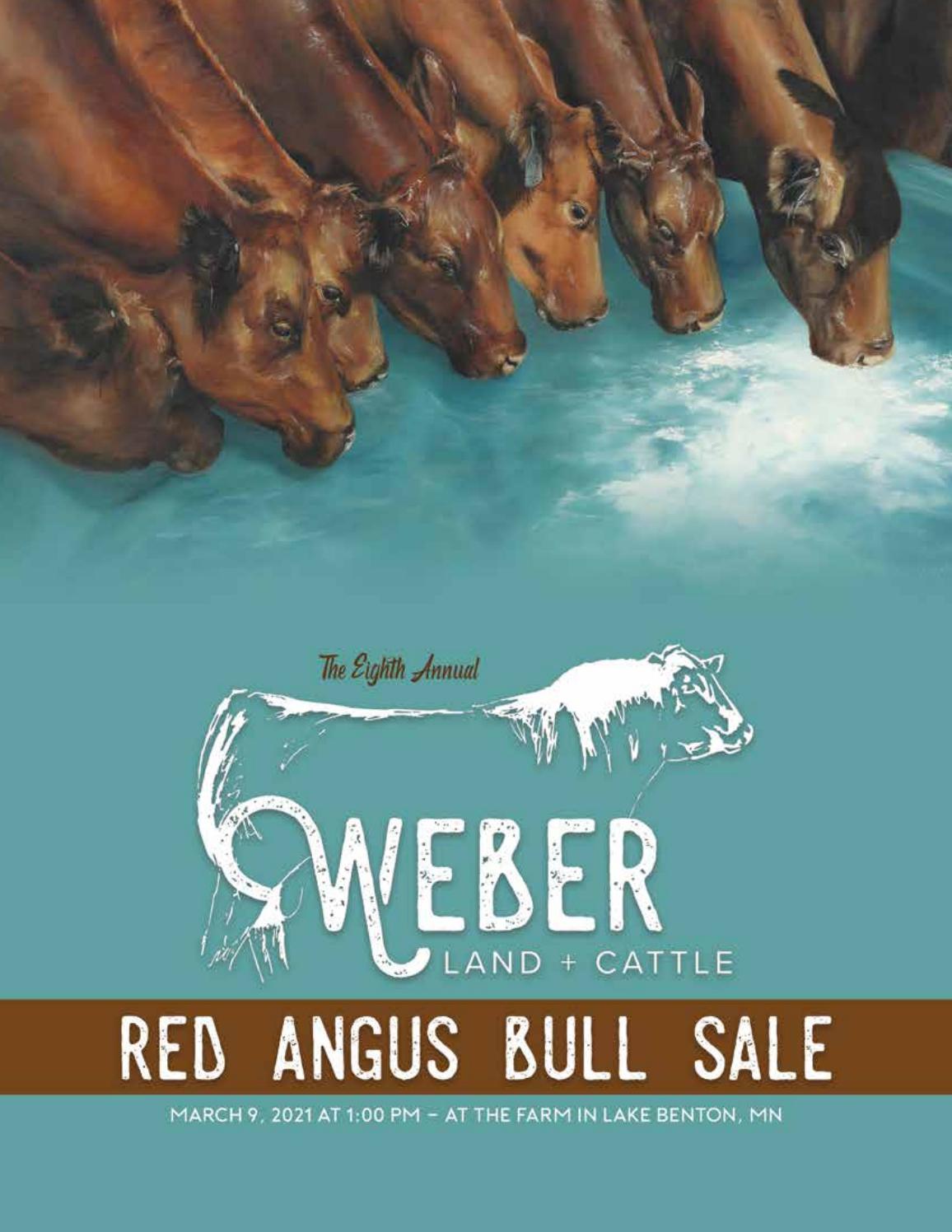 2021 Weber Land & Cattle Red Angus Bull Sale by Tracy McMurphy - Issuu
