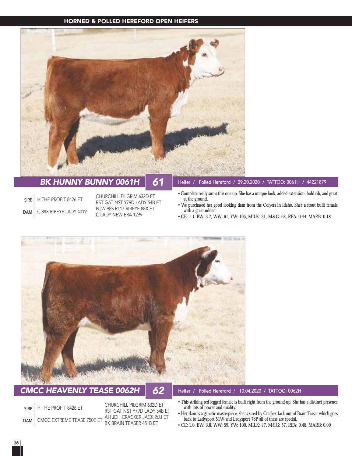 Buck Cattle Co Spring Edition XXV Sale 2021 by Arin Strasburg - Issuu