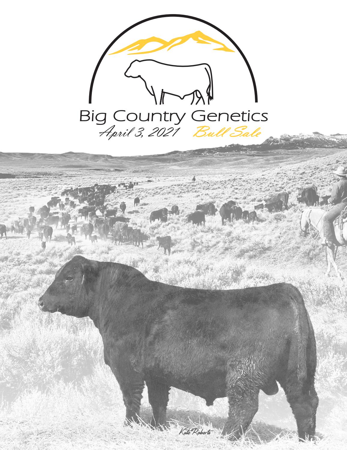 2021 Big Country Genetics Bull Sale Catalog by bigcountrygenetics - Issuu