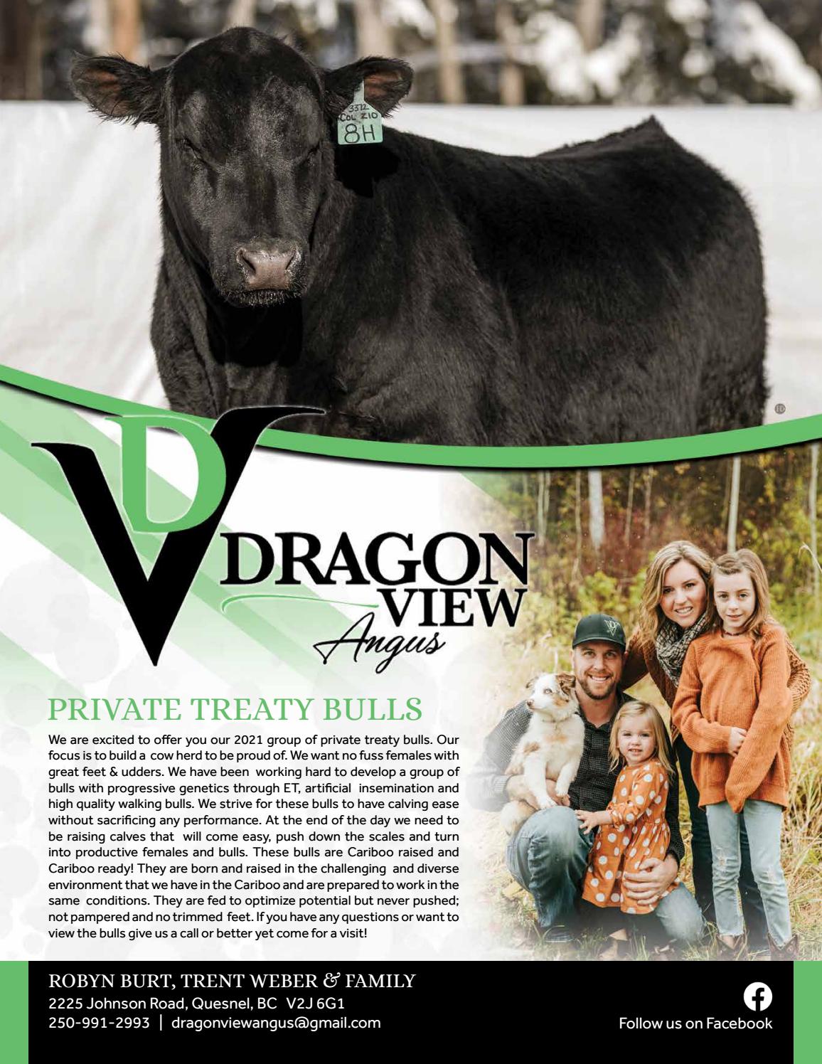 The 2021 Dragon View Angus Private Treaty Bulls by Highpoint Design - Issuu
