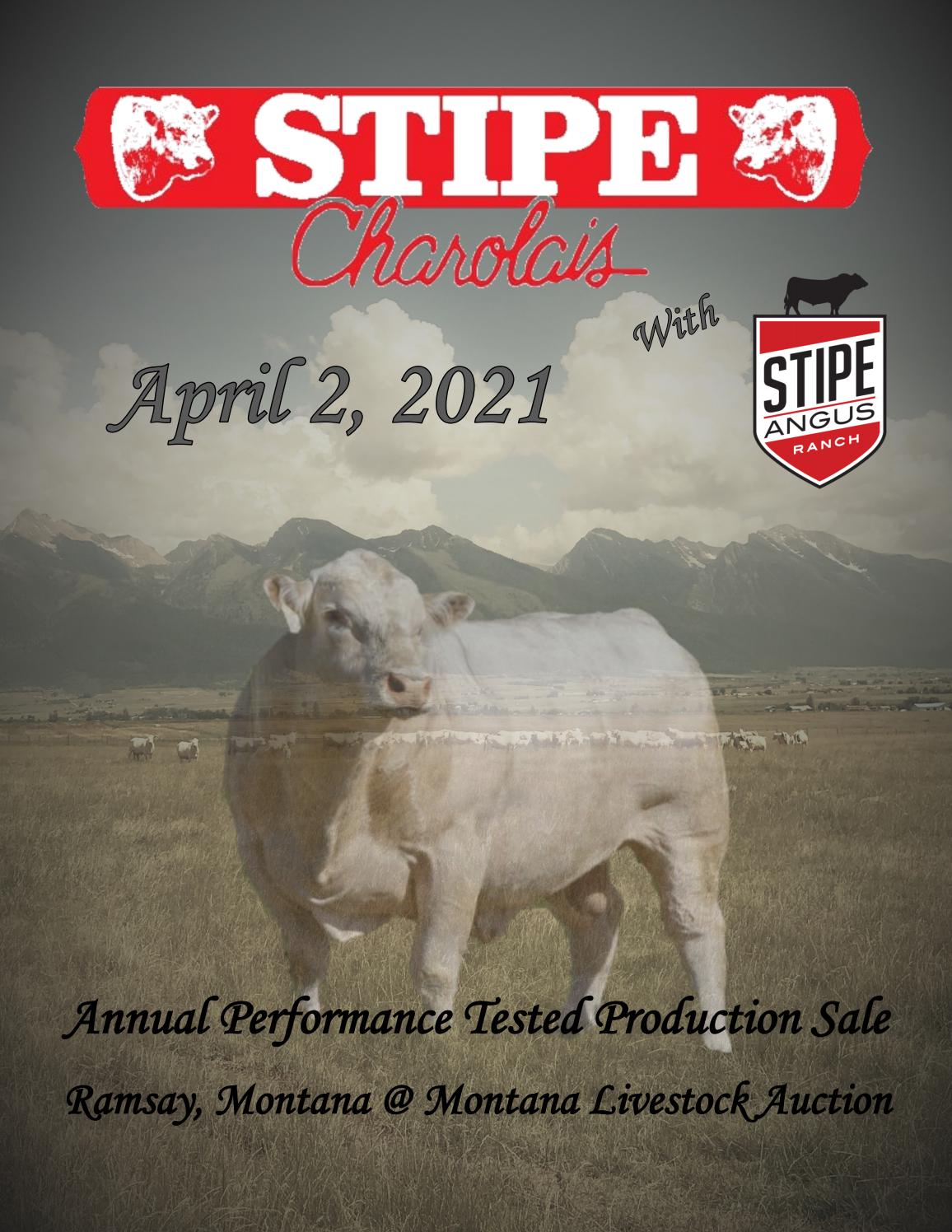 2021 Stipe Angus Sale Catalog by Ranch House Designs - Issuu