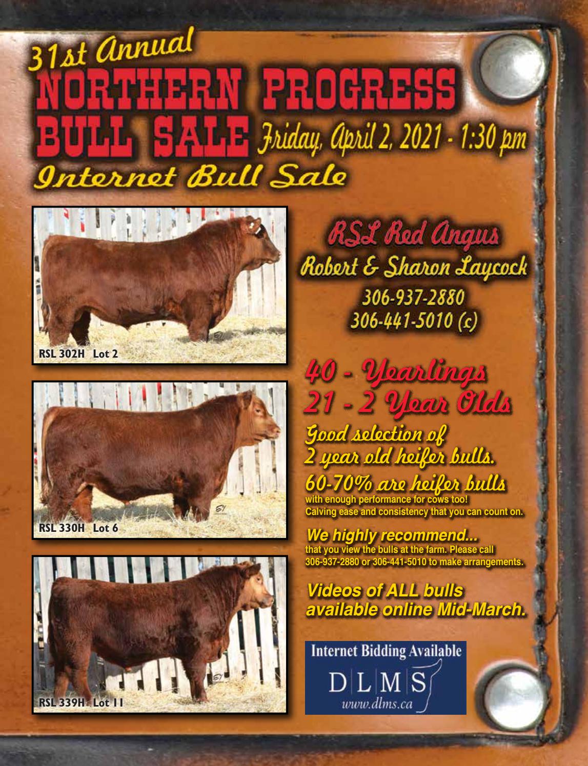 31st Annual Northern Progress Online Bull Sale by Today's Publishing ...