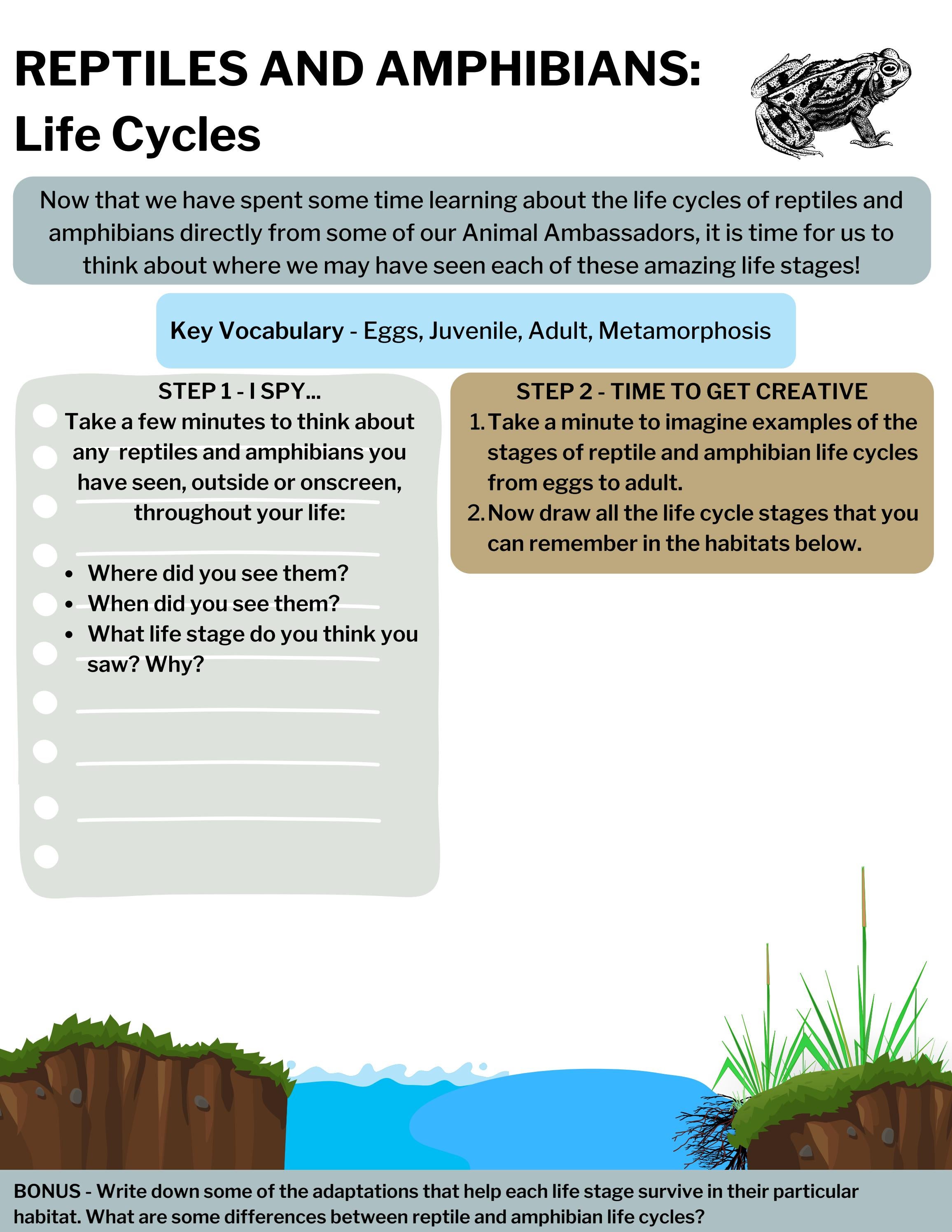 Lifecycles of Reptiles and Amphibians by The Wild Center - Issuu