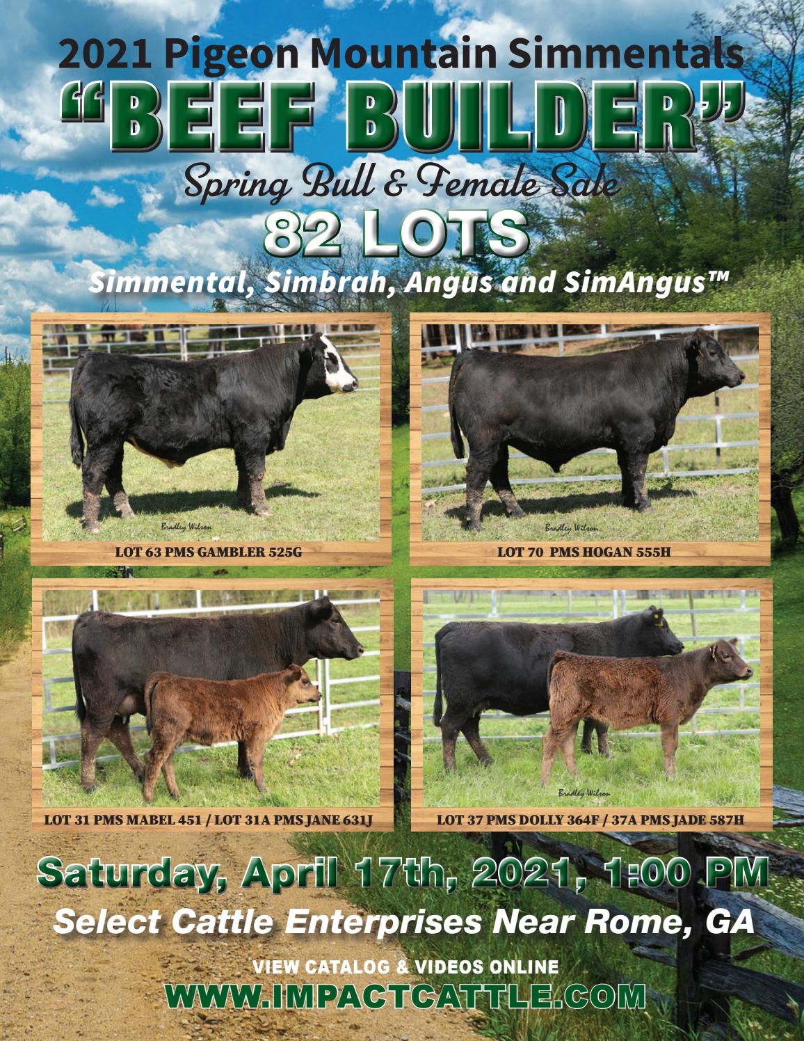 2021 Pigeon Mountain Simmentals "Beef Builder" Spring Bull and Female ...