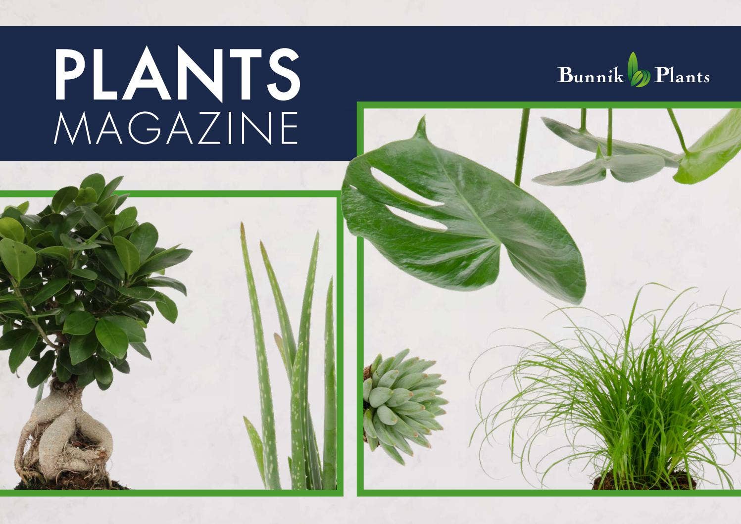 Plants Magazine by Bunnik Plants - Issuu