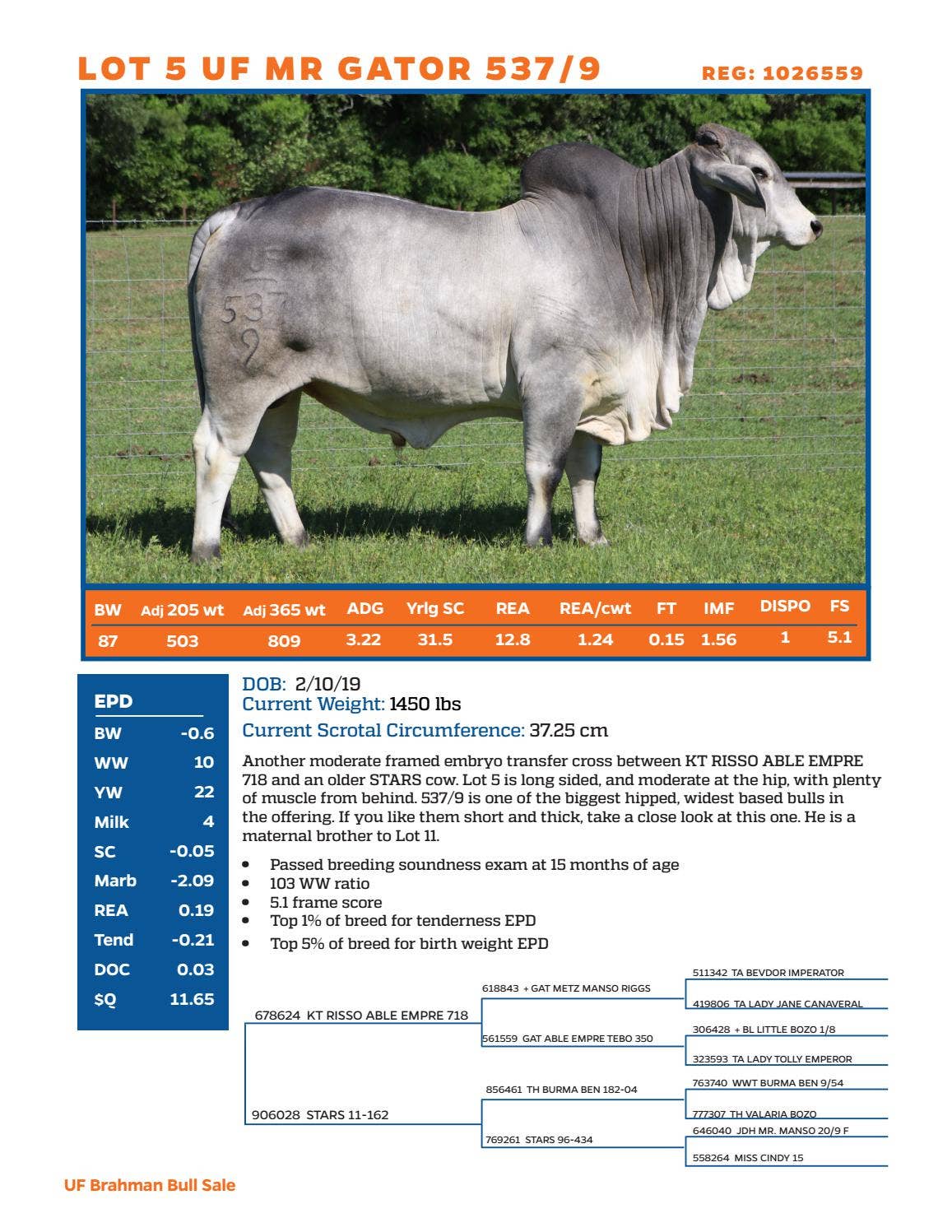 University of Florida Brahman Bull Sale by Cattle In Motion, LLC - Issuu