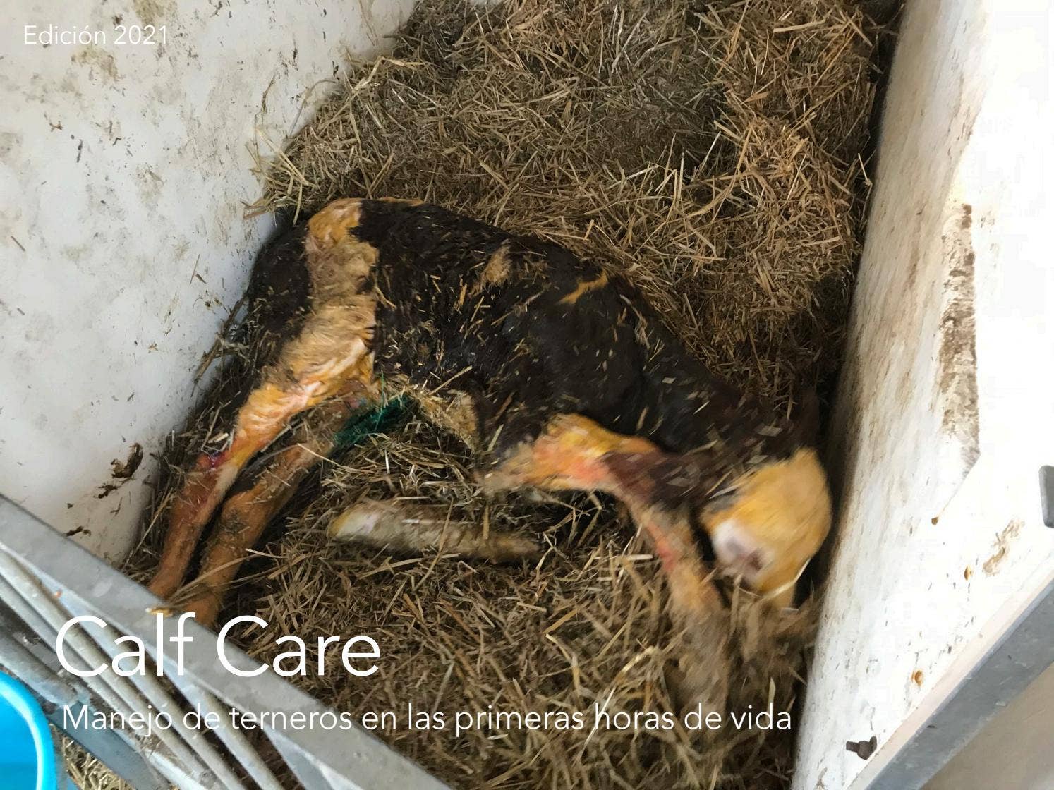 Manejo del ternero by Grupo Asís - Issuu