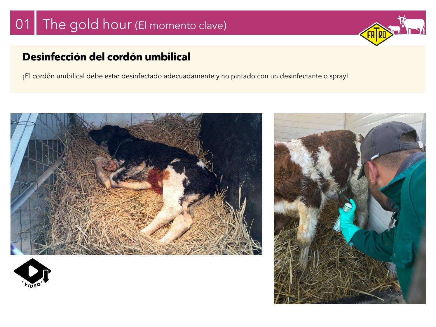 Manejo del ternero by Grupo Asís - Issuu