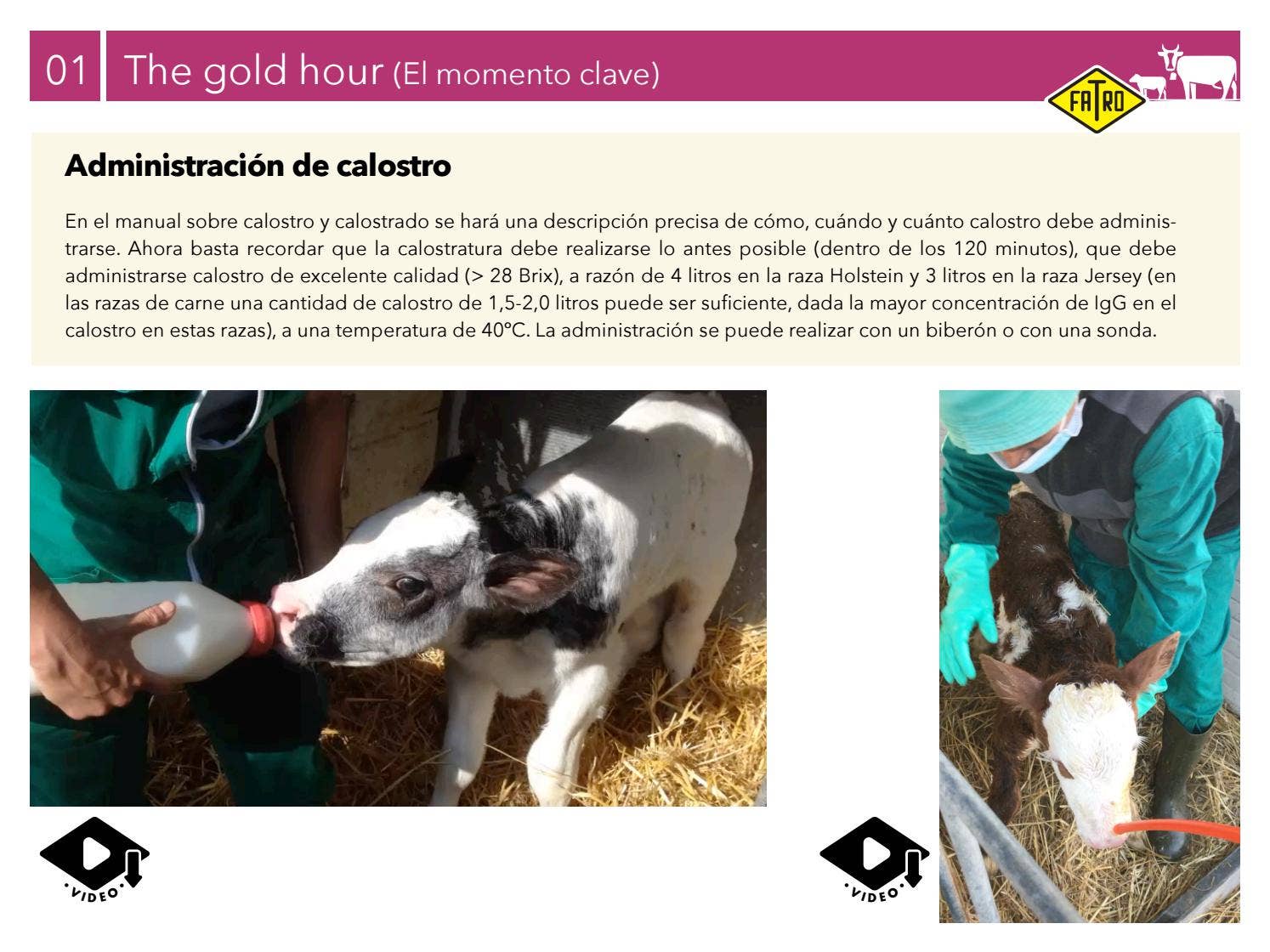 Manejo del ternero by Grupo Asís - Issuu