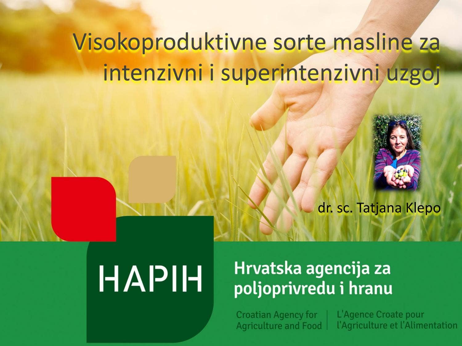 Visokoproduktivne sorte masline za intenzivni i superintenzivni uzgoj ...