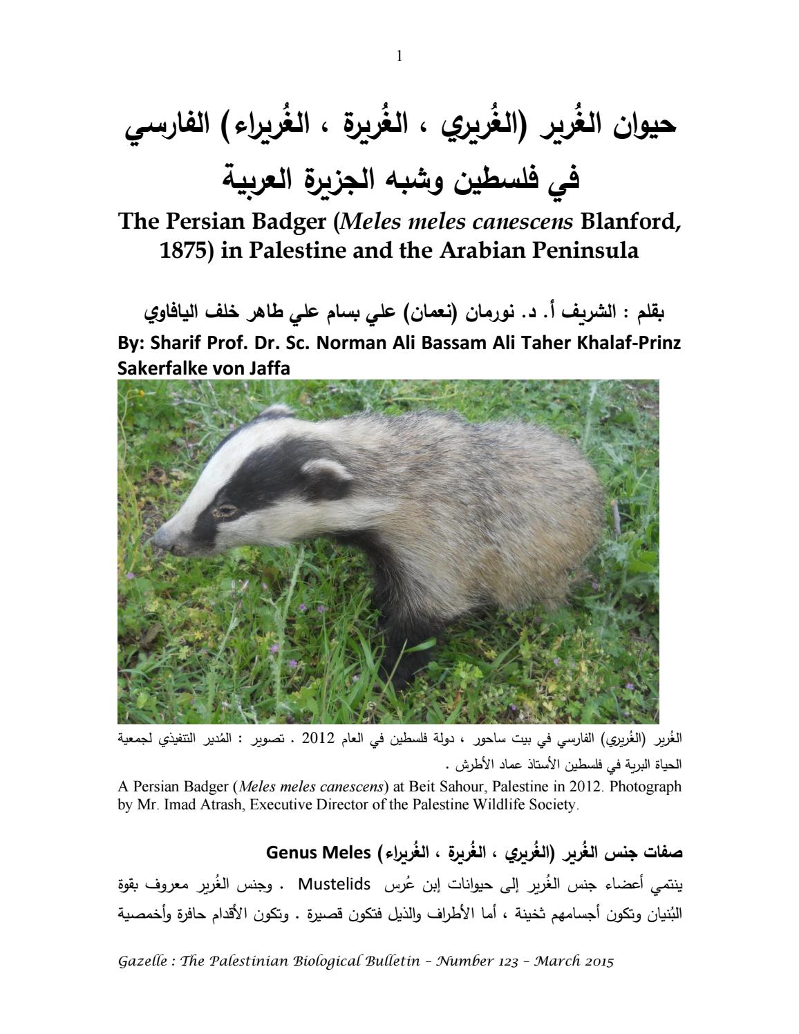 The Persian Badger (Meles meles canescens Blanford, 1875) in Palestine ...