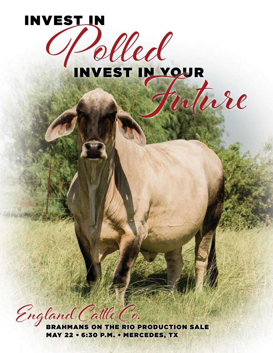 England Cattle Co "Brahmans On The Rio" Production Sale by Cattle In ...