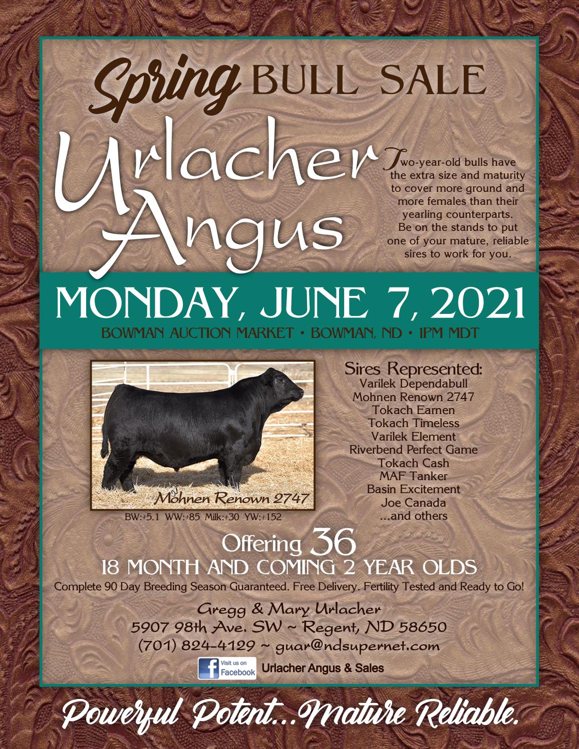 Urlacher Angus 2021 June Turn-out Bull Sale by Tri-State Livestock News ...