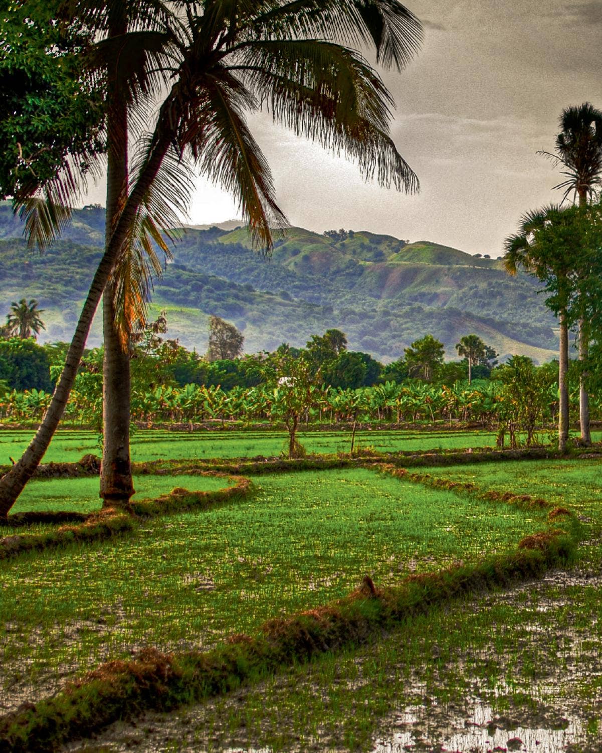 The Italian Legacy In The Dominican Republic by The Italian Legacy in ...