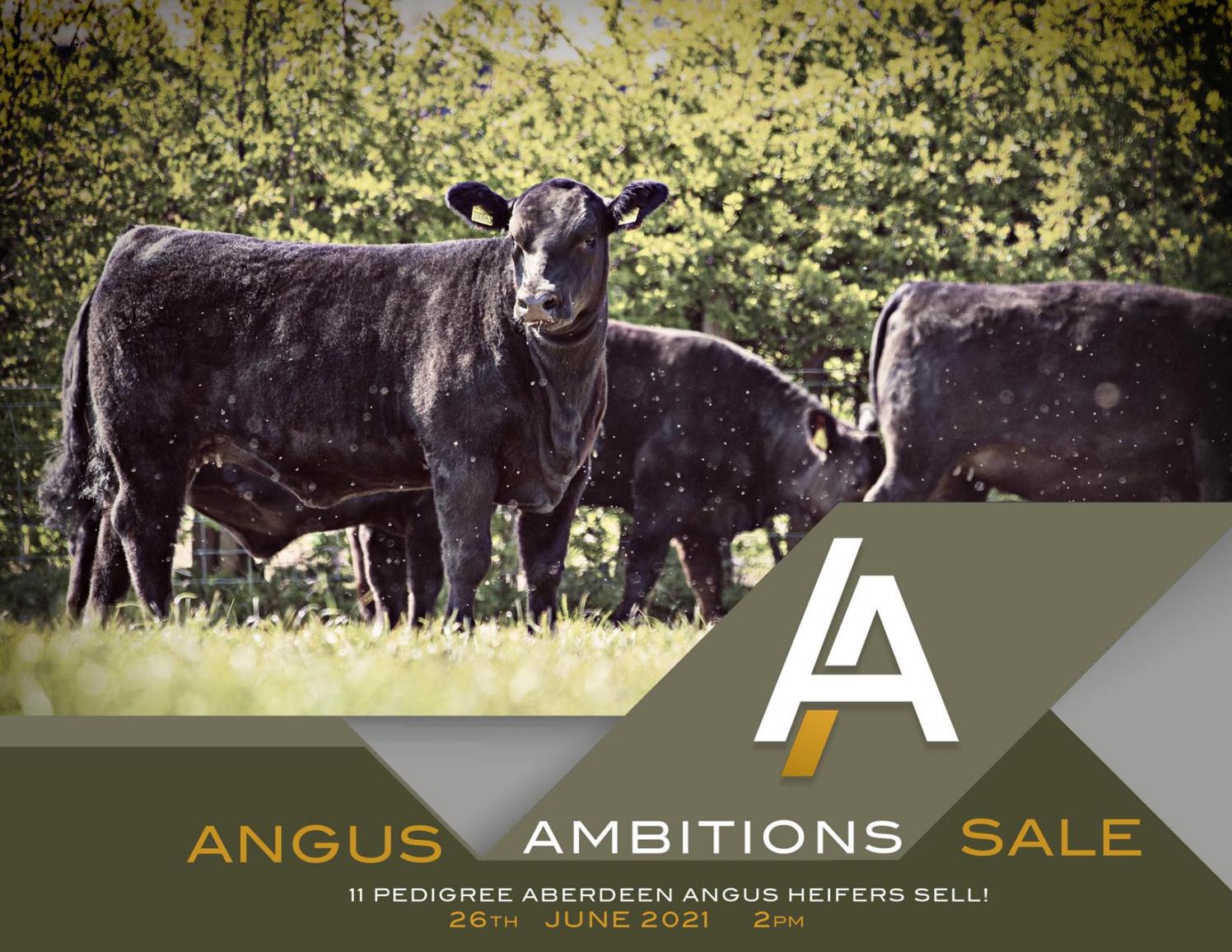 2021 Angus Ambitions Sale by Dowbiggin Marketing - Issuu