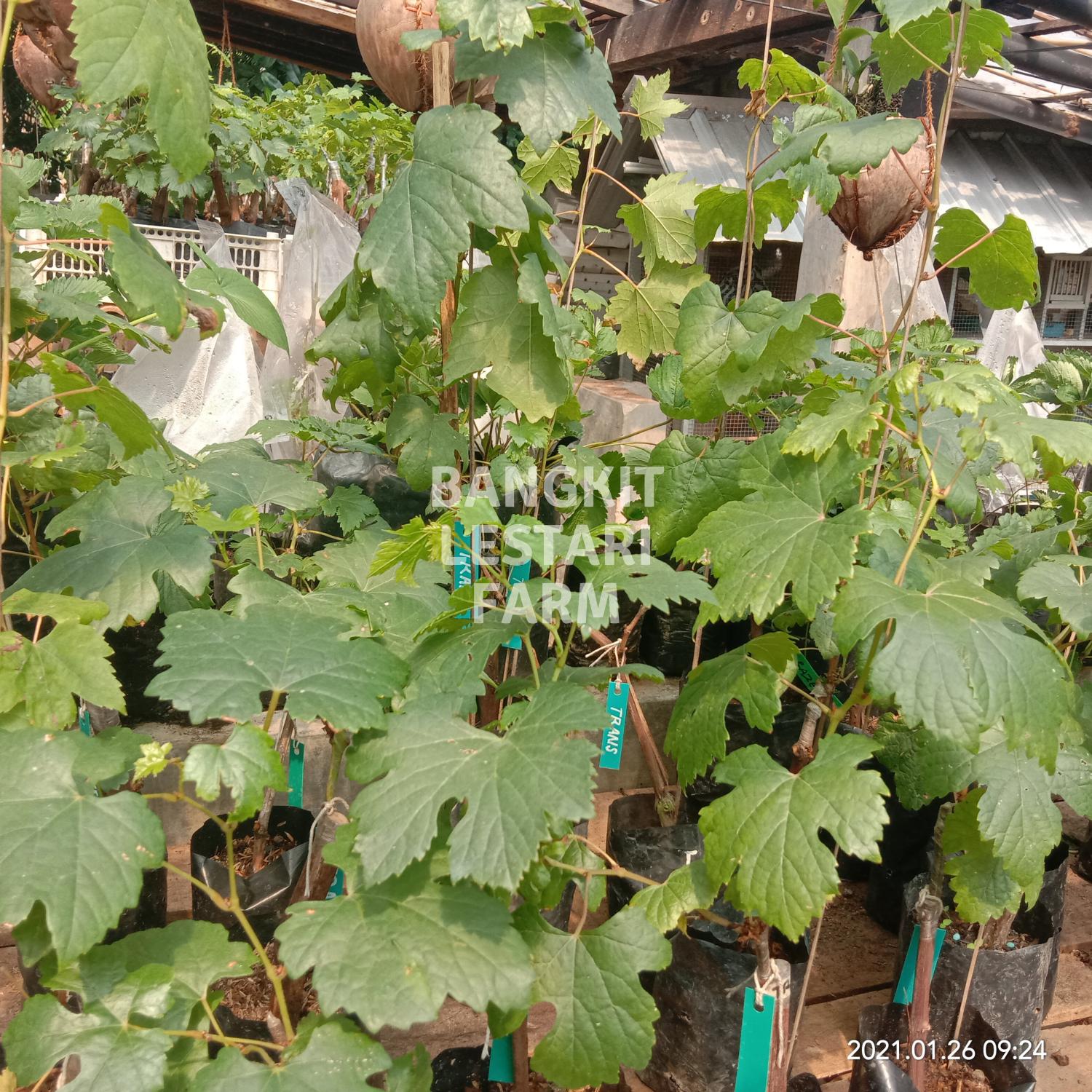 TERBESAR ! Call 0823-2711-3939 Grosir Bibit Anggur Import Jogja by ...