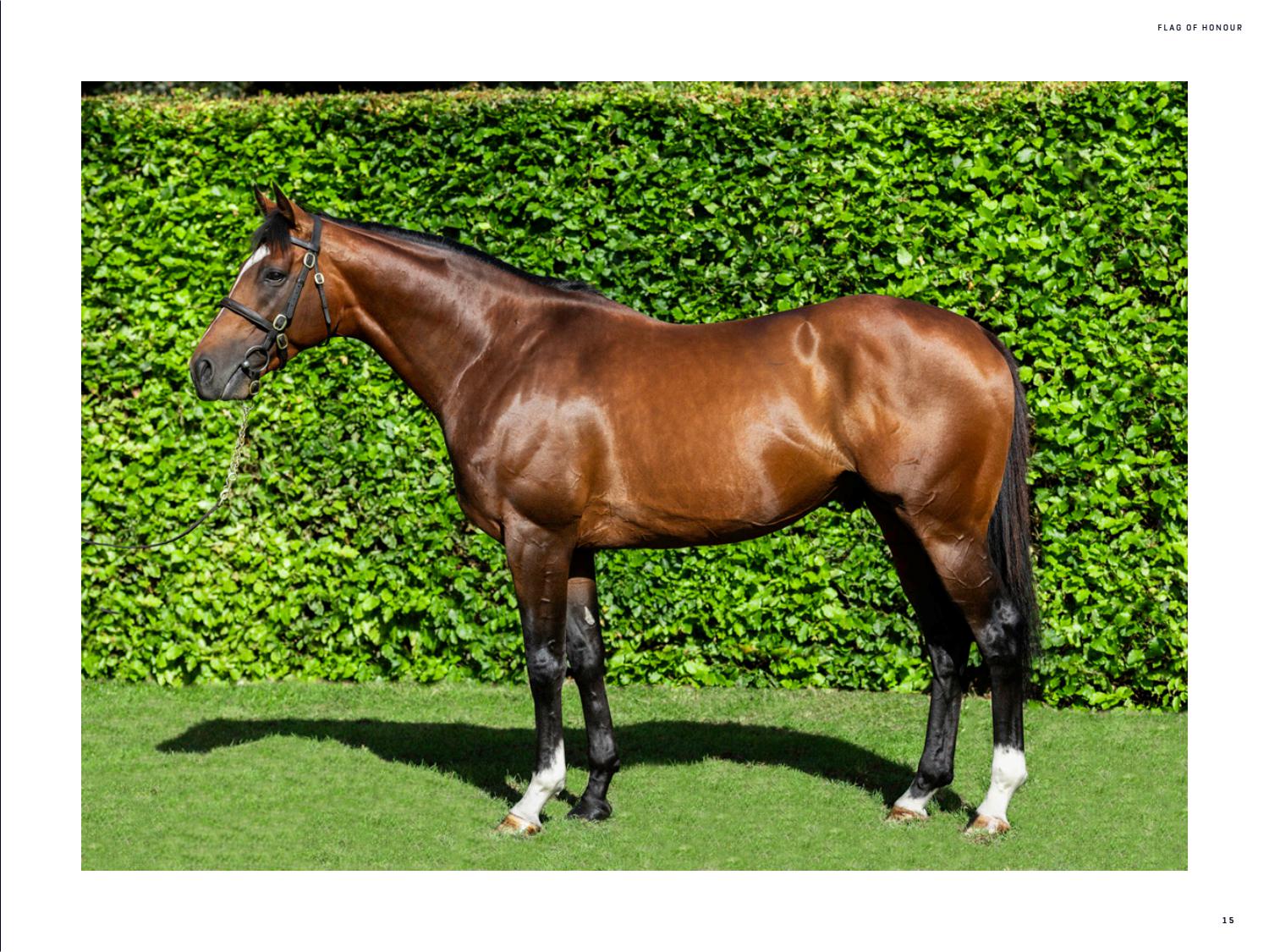 The National Stud Stallion Brochure 2021 by jfduk - Issuu