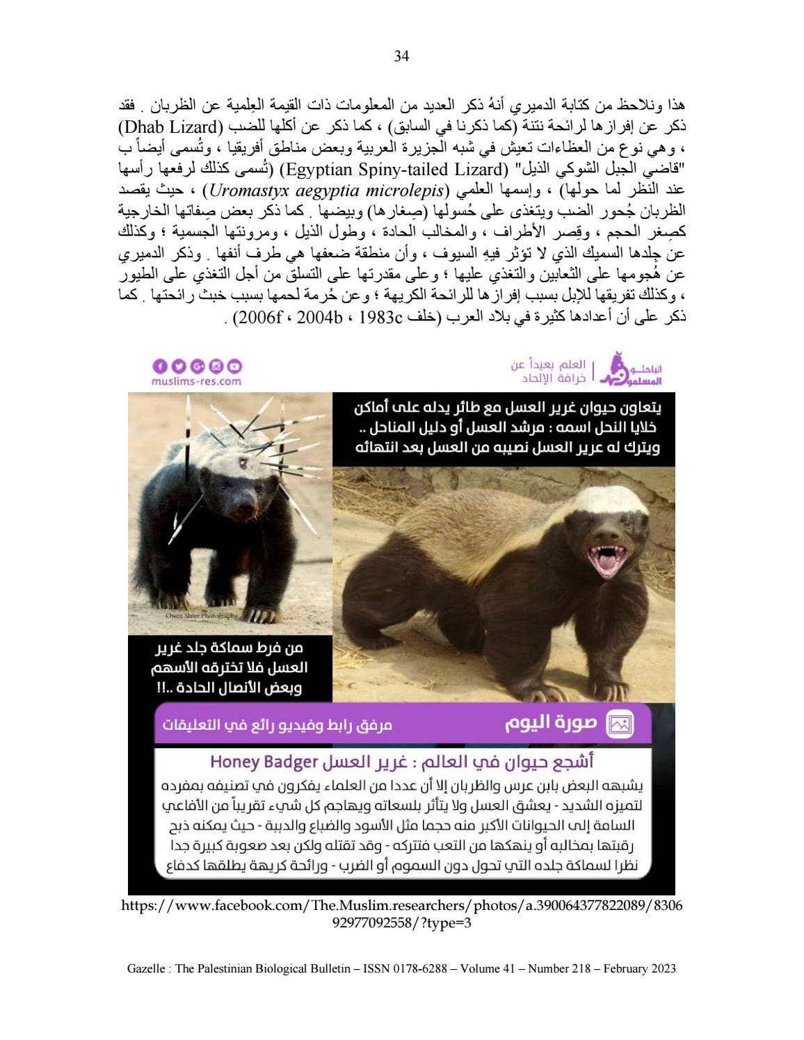 The Ratel or Honey Badger (Mellivora capensis) in the Levant, Iraq and ...