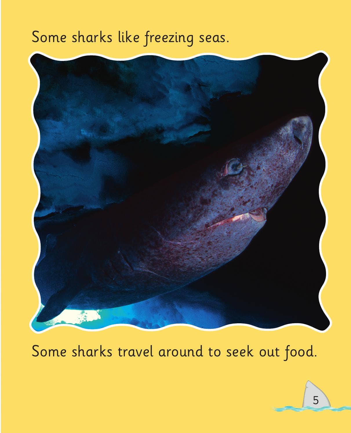 Big Cat Phonics for Little Wandle Letters and Sounds Revised - Sharks ...