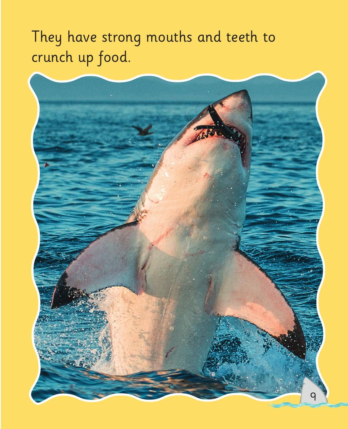 Big Cat Phonics for Little Wandle Letters and Sounds Revised - Sharks ...