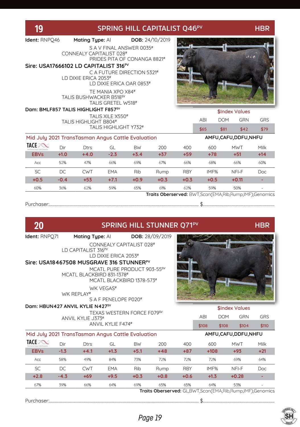 Spring Hill Angus Helmsman Bull Sale by Angus Australia - Issuu