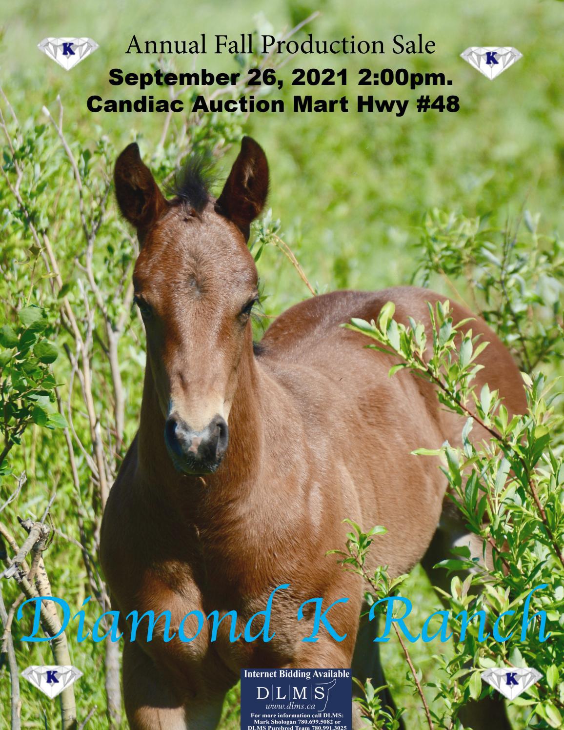 Diamond K Ranch 2021 Sale Catalogue by Shelby King - Issuu