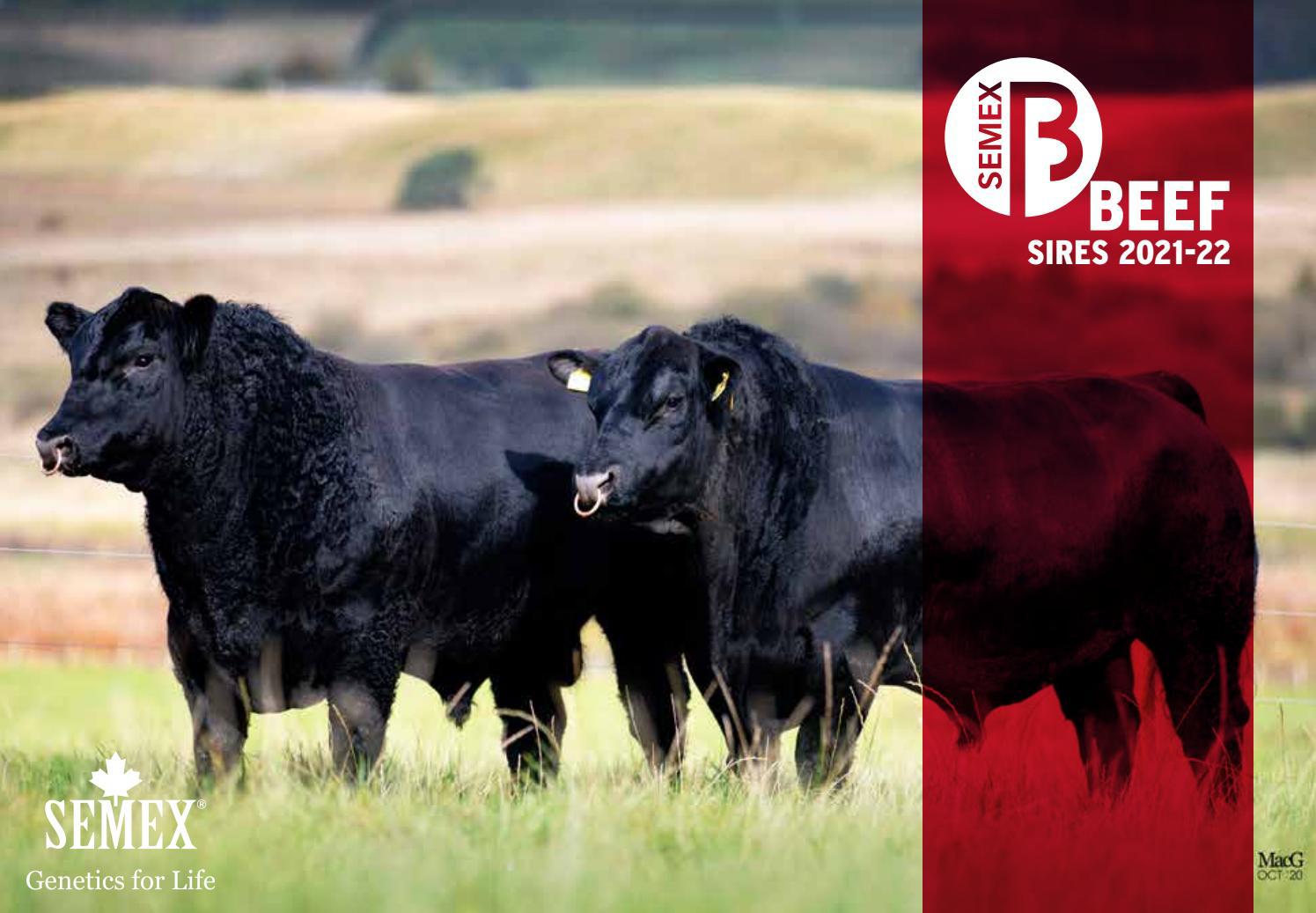 2021-2022 Semex UK Beef Catalogue by Semex - Issuu