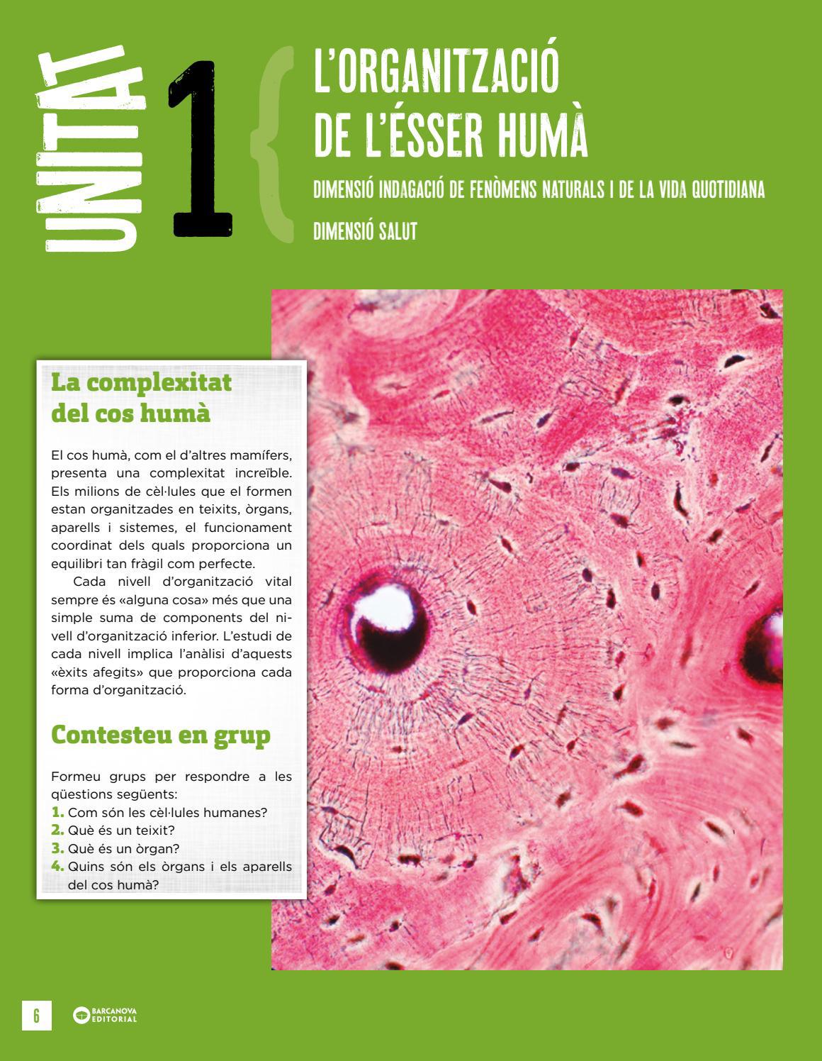 Organització del cos humà by 5minutsciencia - Issuu