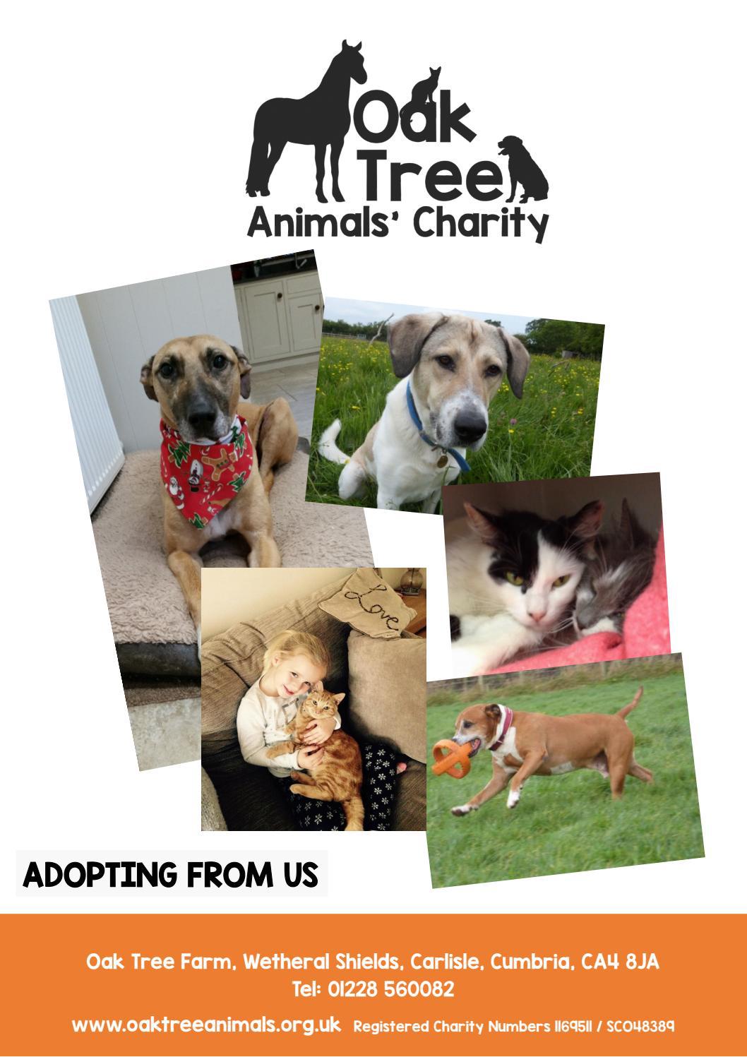 Adoption Process by Oak Tree Animals' Charity - Issuu