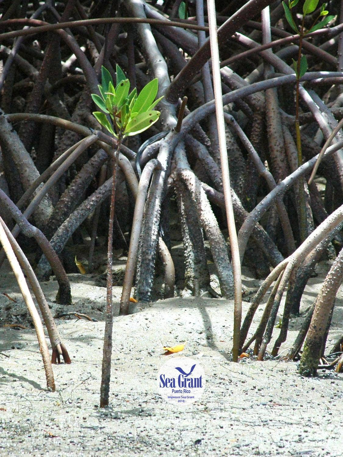 Encuentro con el mar by Puerto Rico Sea Grant - Issuu