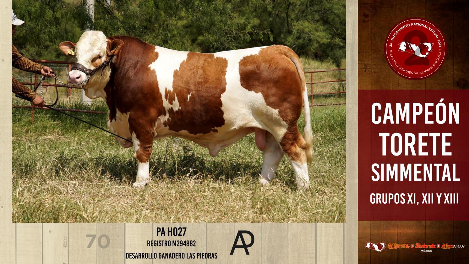 SIMMENTAL MACHOS 2o. Juzgamiento Nacional Virtual Simmental Simbrah ...