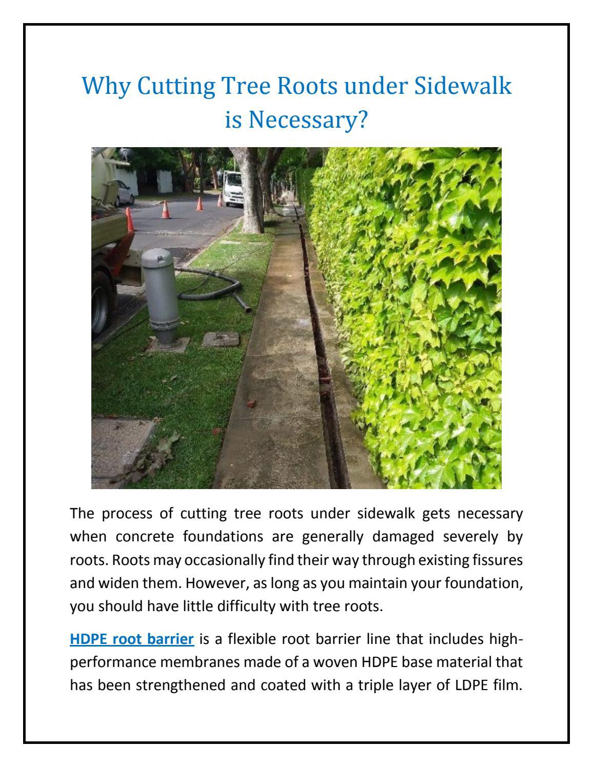 Why Cutting Tree Roots Under Sidewalk Is Necessary By