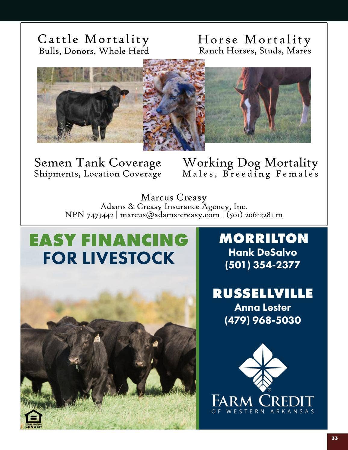 2021 Big D Ranch Building For Your Tomorrow Annual Brangus Bull ...