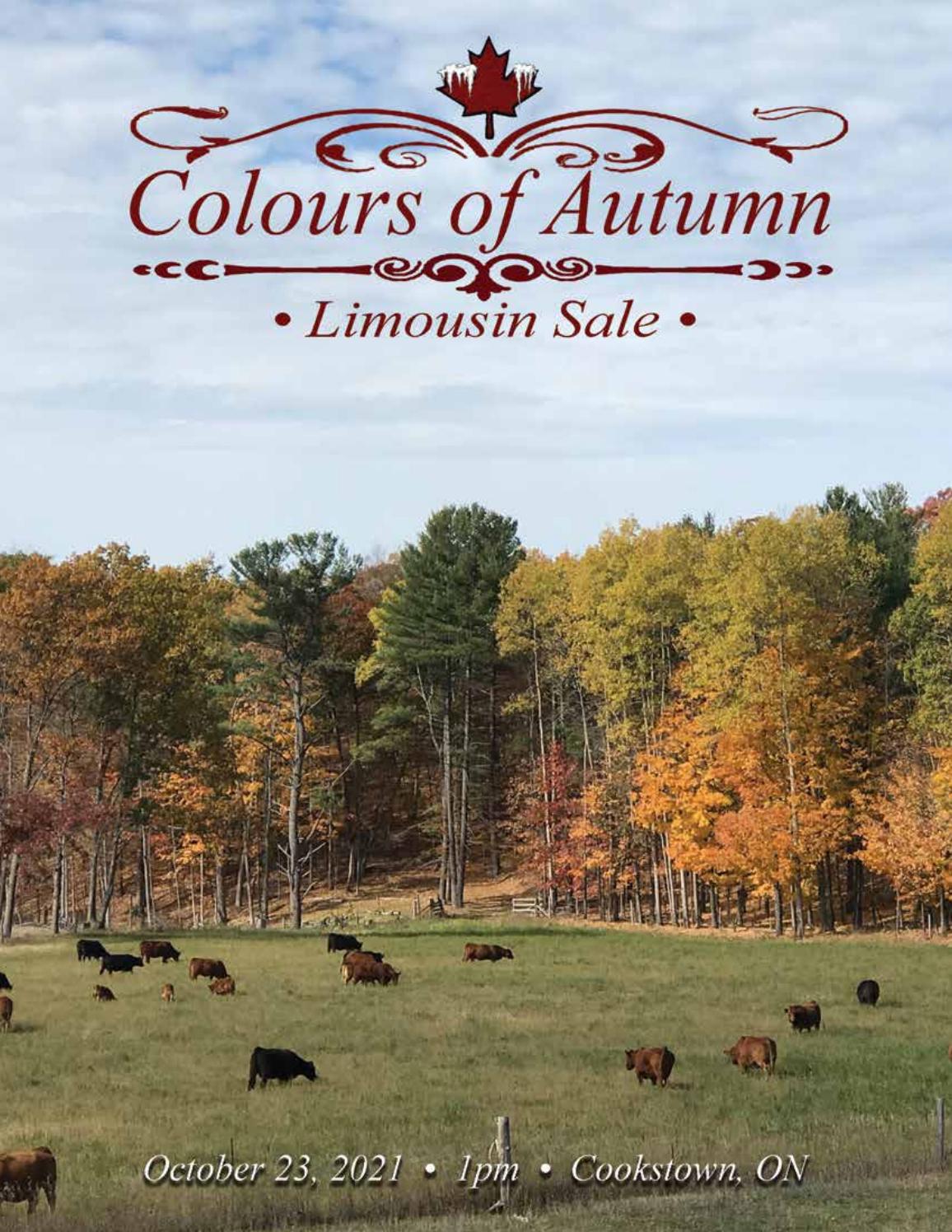 2021 Colours of Limousin Sale by Canadian Limousin Association - Issuu