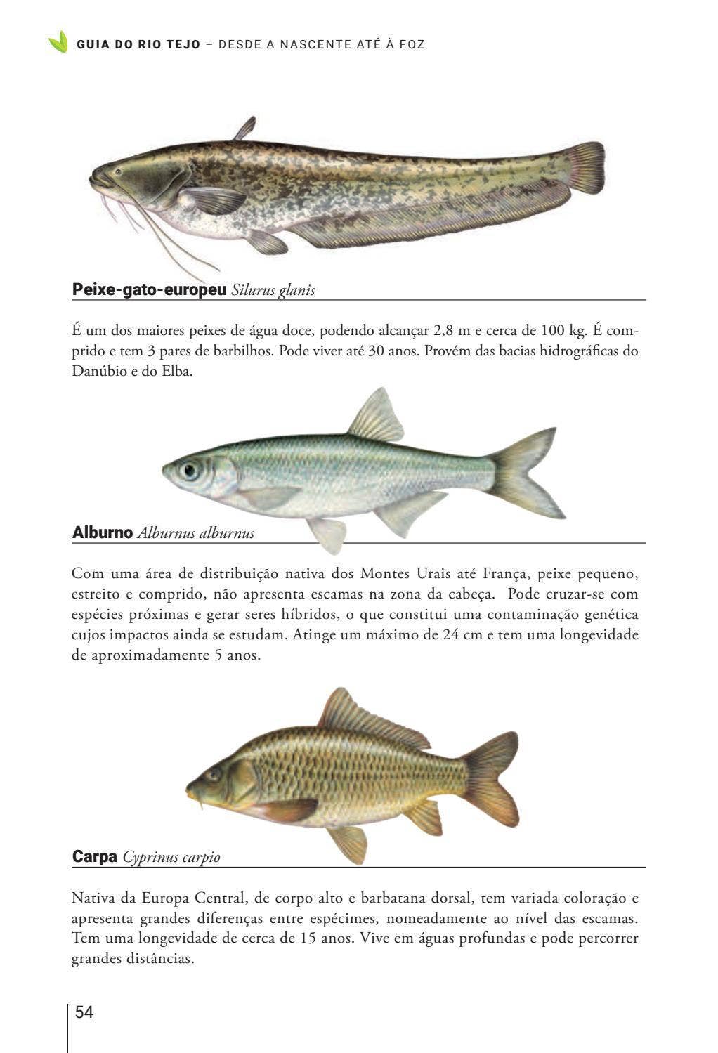 Guia do Rio Tejo: Desde a nascente até à foz by Câmara Municipal de ...