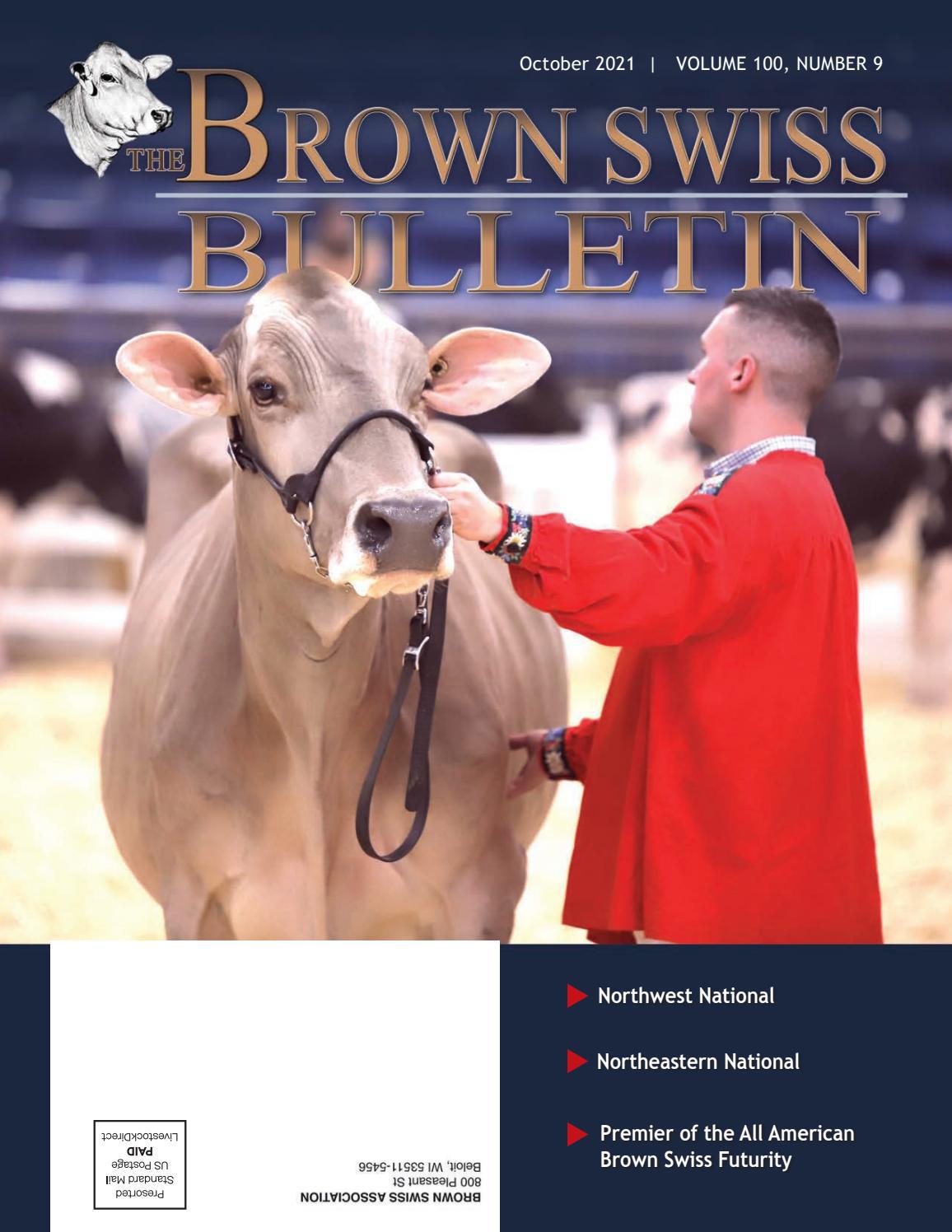 Brown Swiss Show Cow