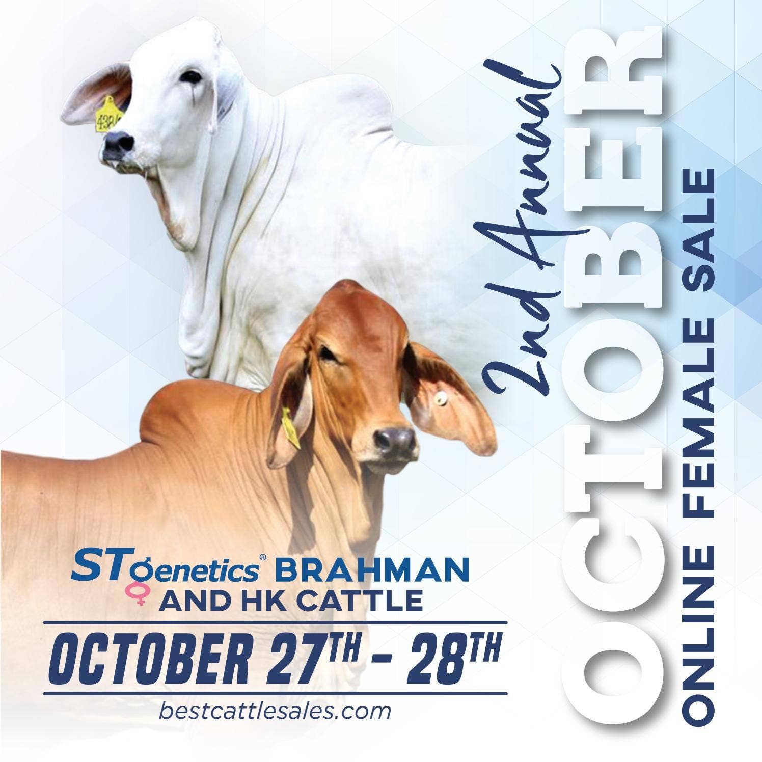 2021 STgenetics Brahman and HK Cattle 2nd Annual October Online Sale by ...