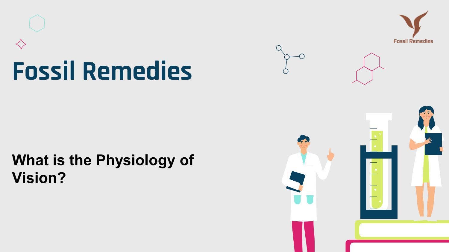 Introduction about Physiology of Vision in Human – Fossil Remedies by ...