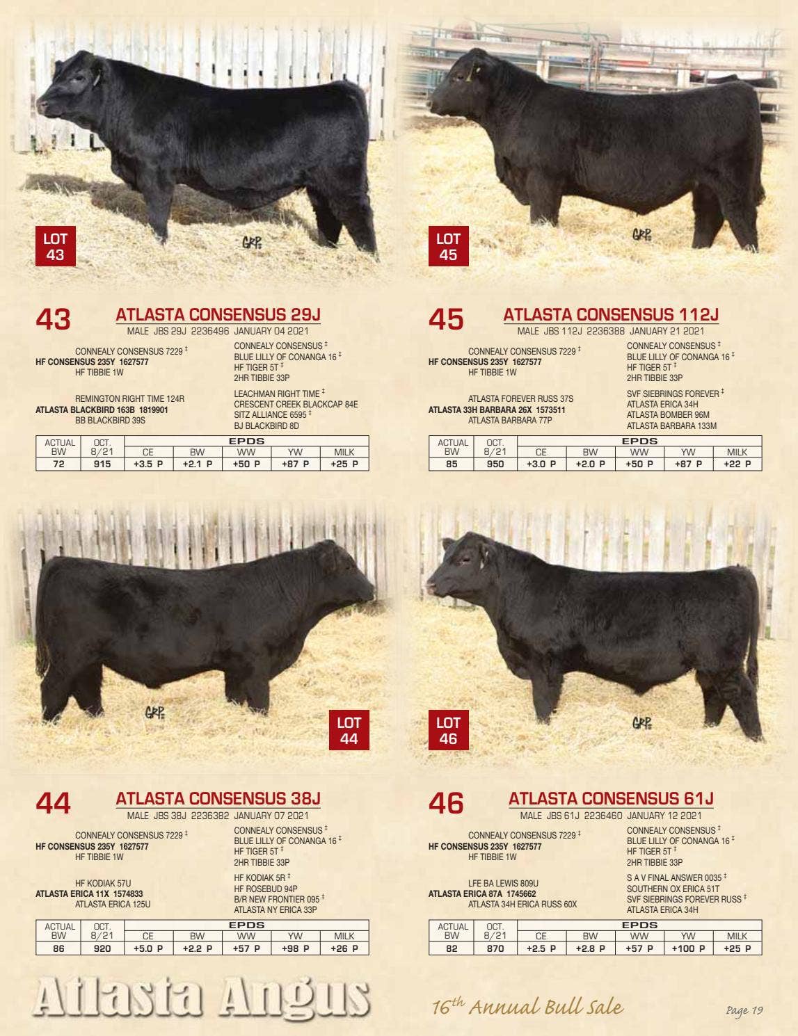 Atlasta Angus Bull Sale & Seriously Black Female Sale 2021 by ...