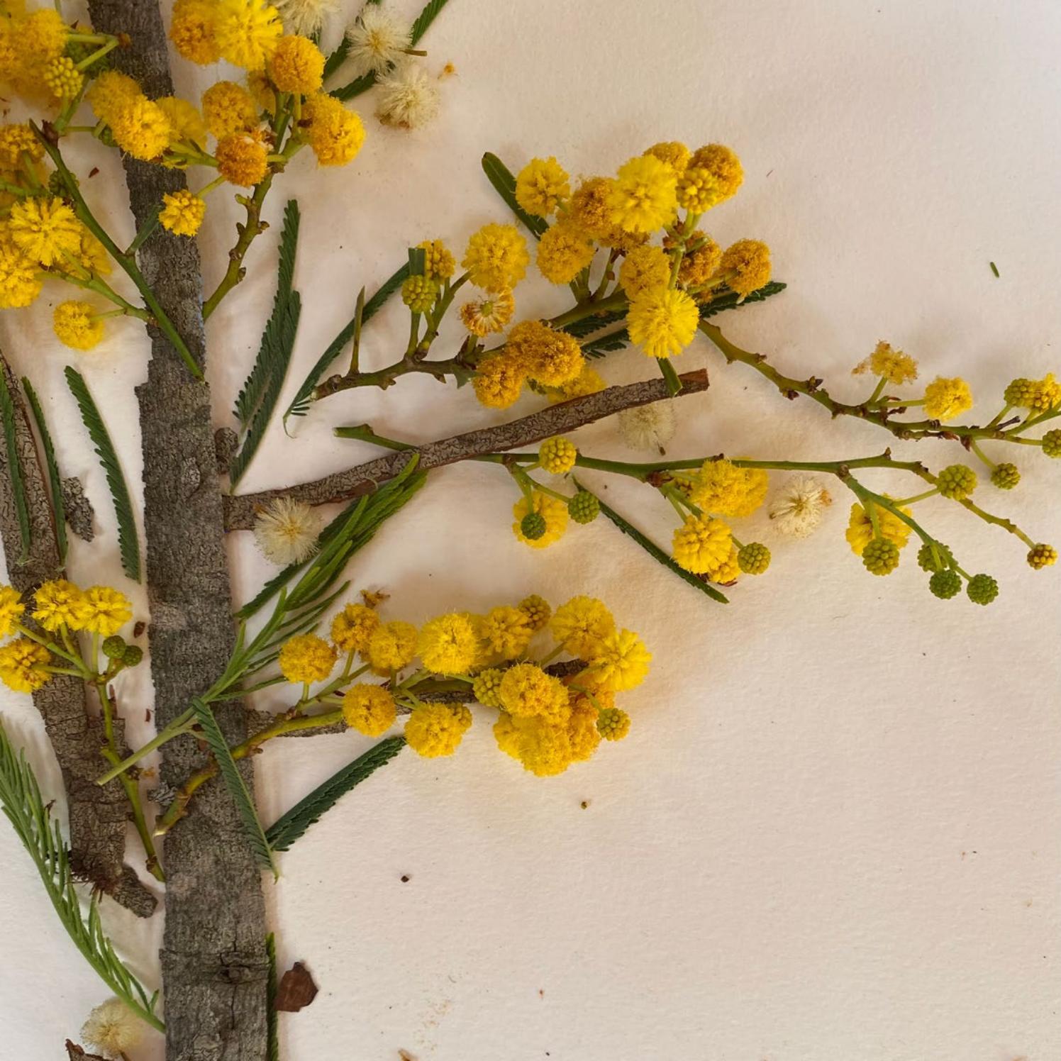 Estado De Floración De Ximena Lagos By Contarlapropiahistoria Issuu