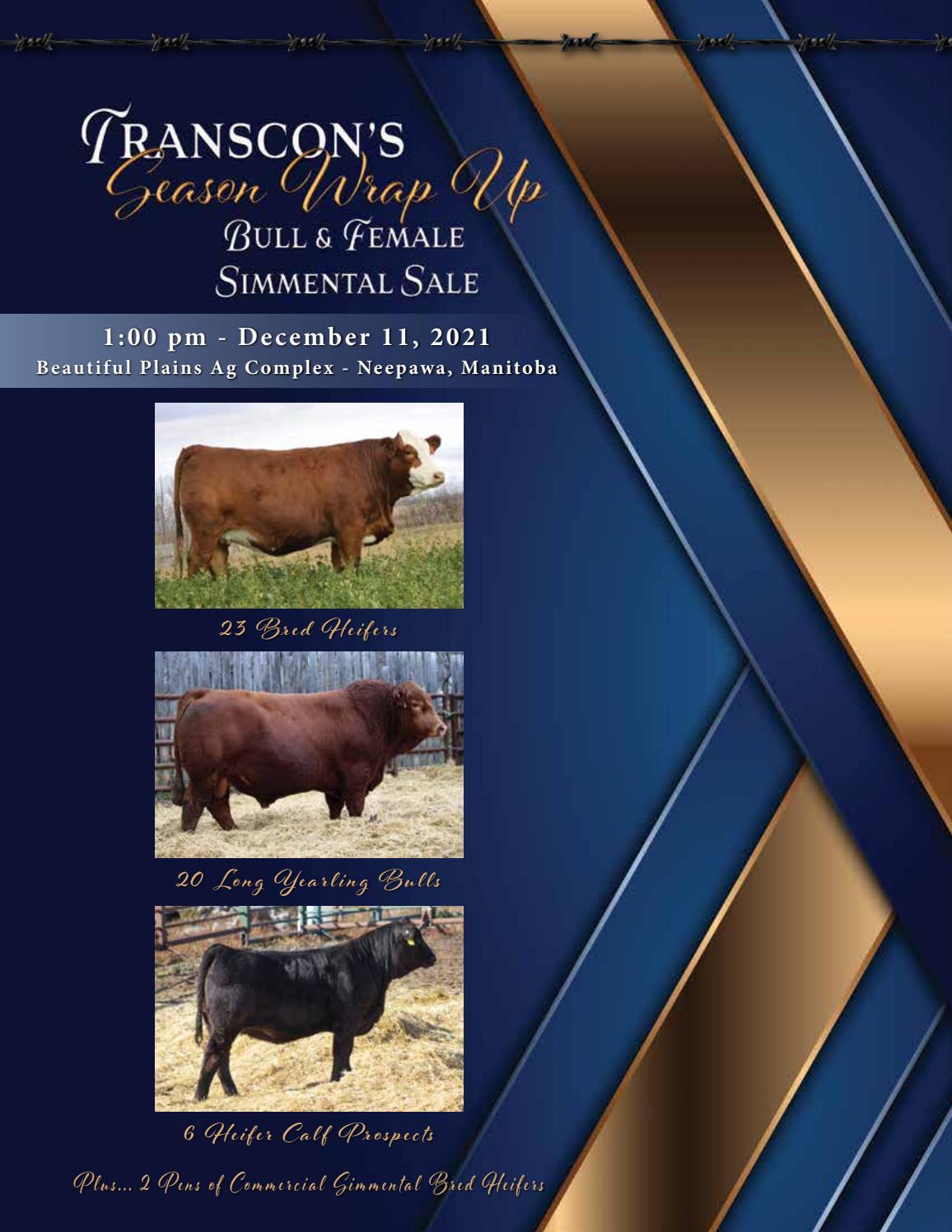 Transcon's Season Wrap Up Bull and Female Simmental Sale by Livestock ...