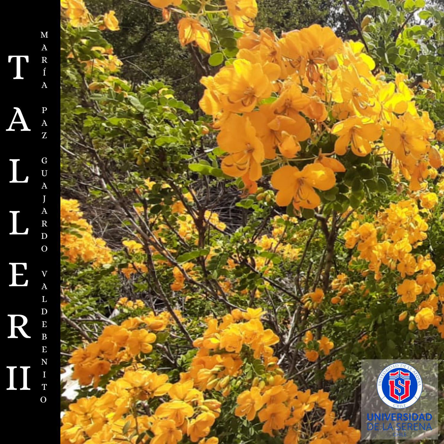 Taller II hito 3 by Pazzupaz - Issuu