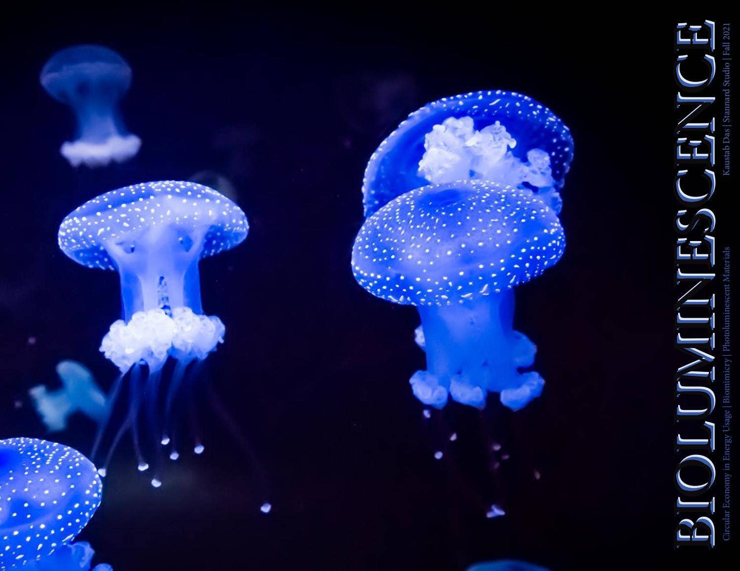 Das_Kaustab_fall_book_2021 by Kaustab Das - Issuu