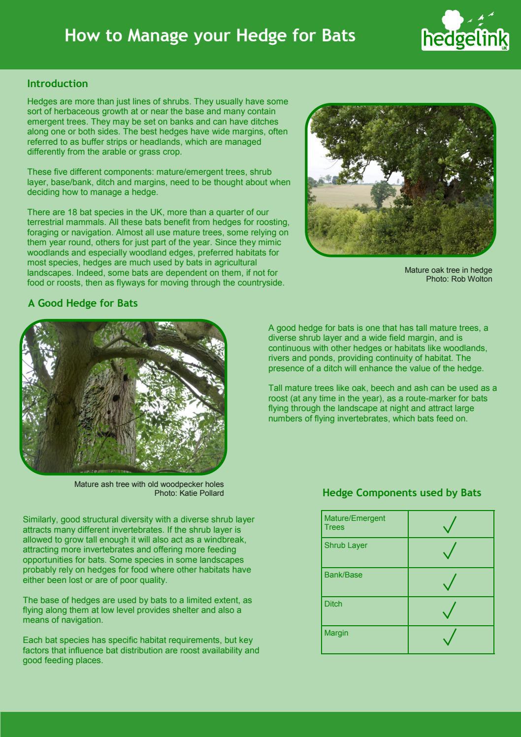 hedgelink - 17 bats & hedges leaflet by Suffolk Biodiversity ...