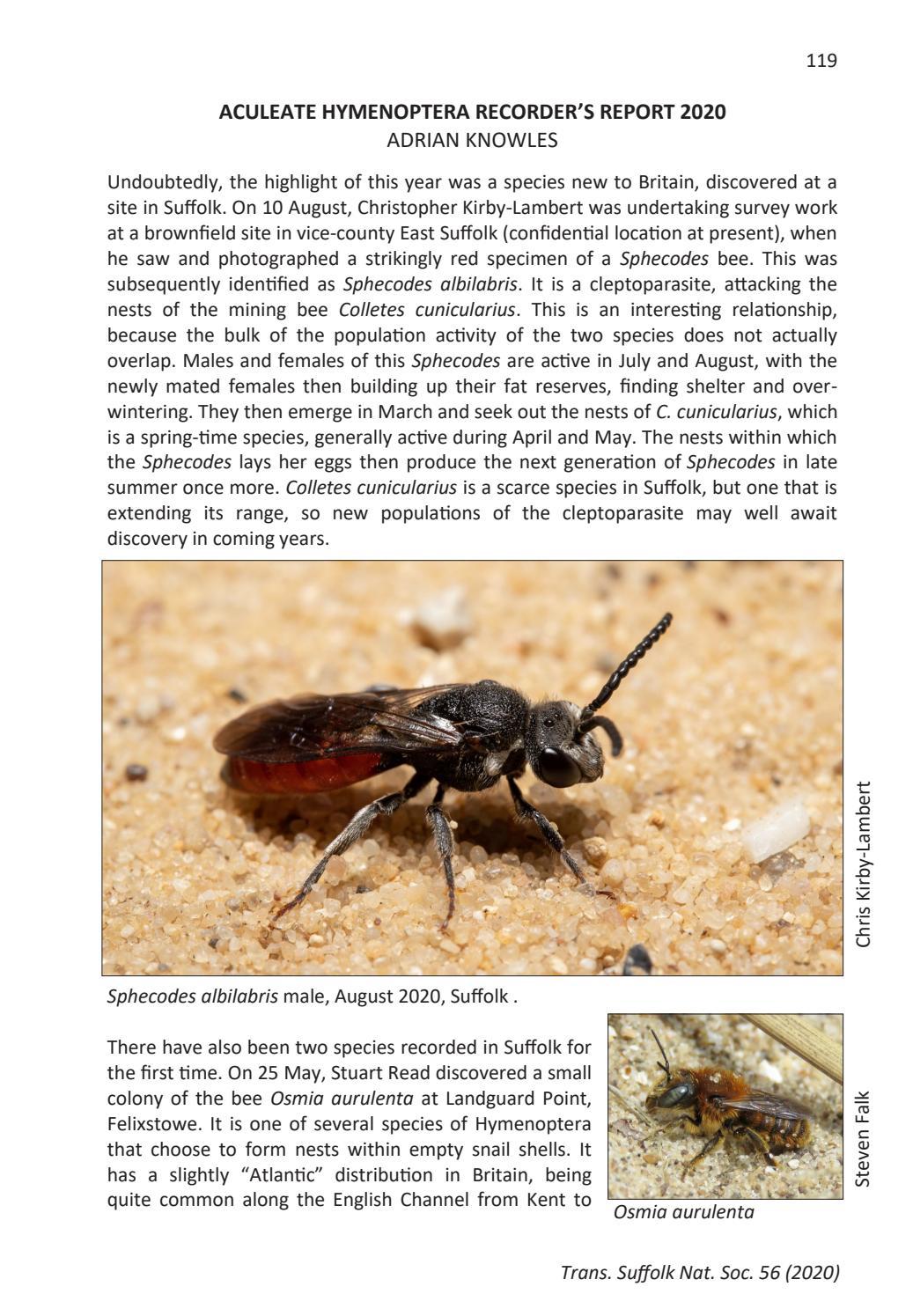 Aculeate Hymenoptera Recorder’s Report 2020. by Suffolk Naturalists ...