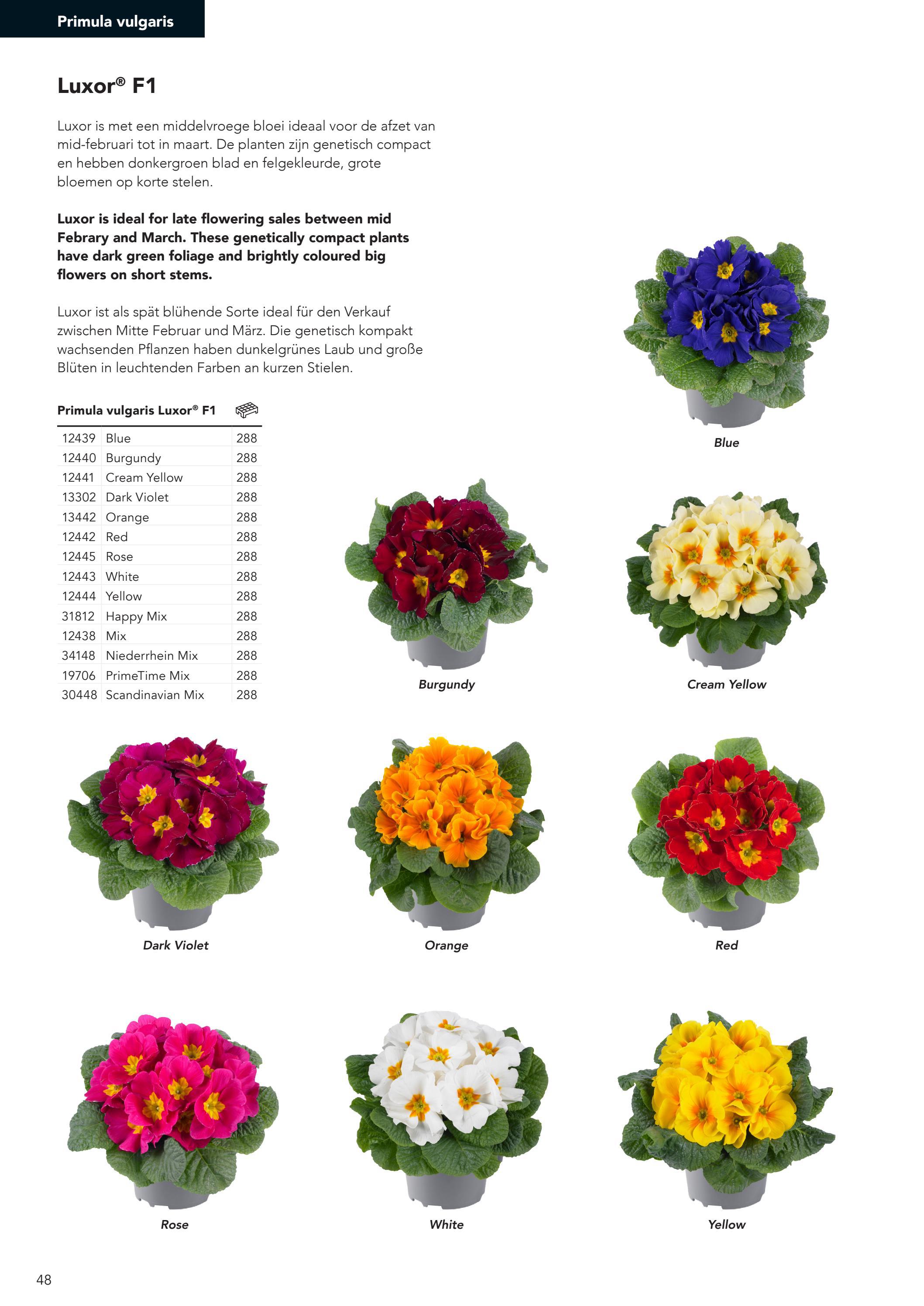 Florensis | Biennials/Tweejarigen/Zweijährige 2022-2024 by Florensis ...